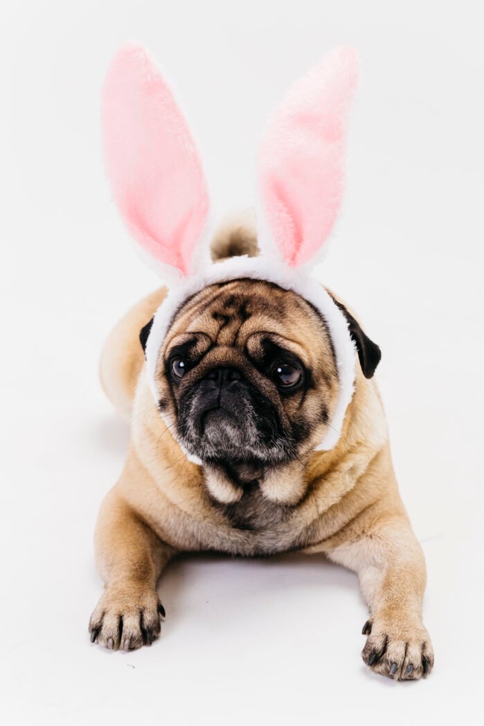 Páscoa em família: chocolate é bom para cachorro? - Vida e Ação